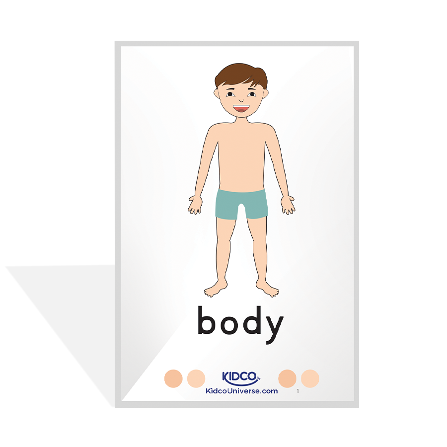 Parts of Body Flash Cards – Kidco